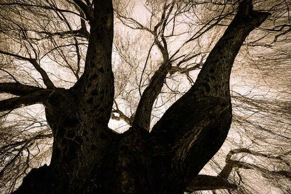 Weeping willow tree background Stock Photos, Royalty Free Weeping ...