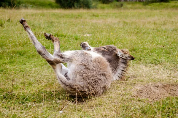 Kicking donkey Stock Photos, Royalty Free Kicking donkey Images ...