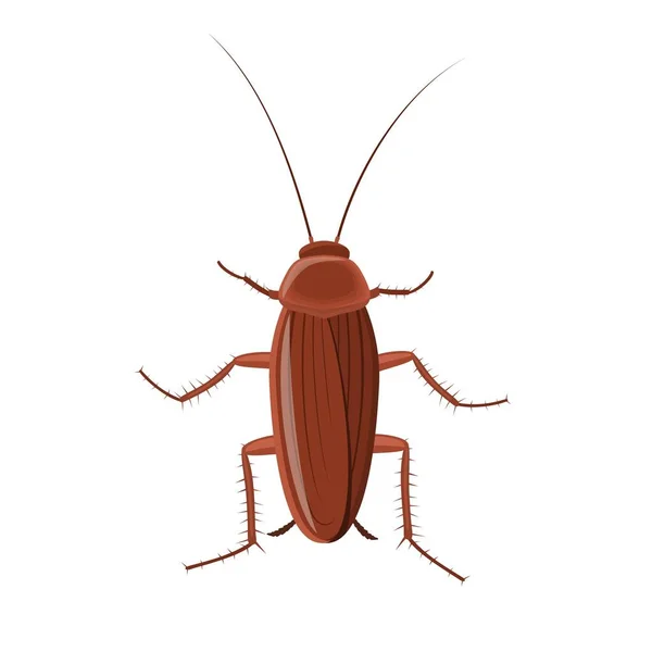 579 ilustraciones de stock de Cucaracha sobre fondo blanco | Depositphotos