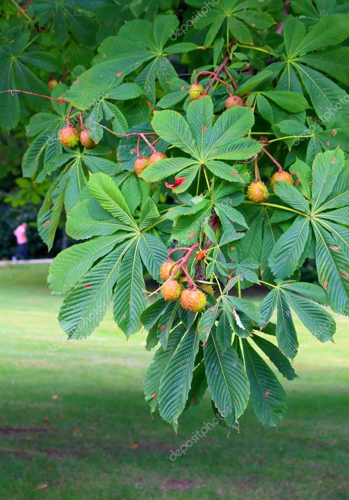 Chestnut branch — Stock Photo © Moskwa #12739159