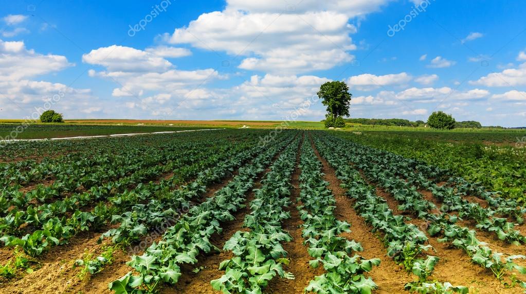 Champs de légumes en début d'été — Photographie Moskwa © #42731497