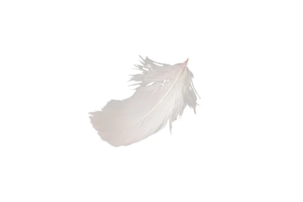 Cursed wing white background full Stock Photos, Royalty Free Cursed ...
