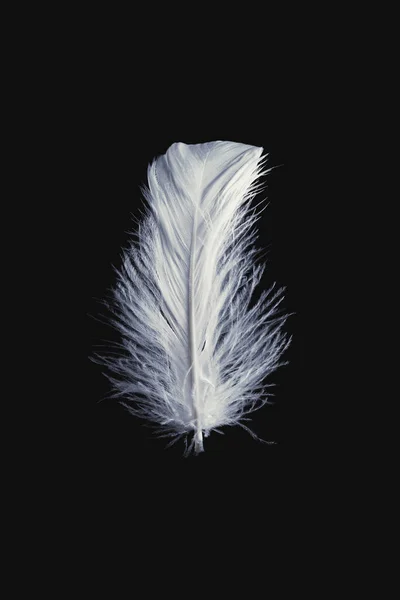 White feather moon Stock Photos, Royalty Free White feather moon Images ...