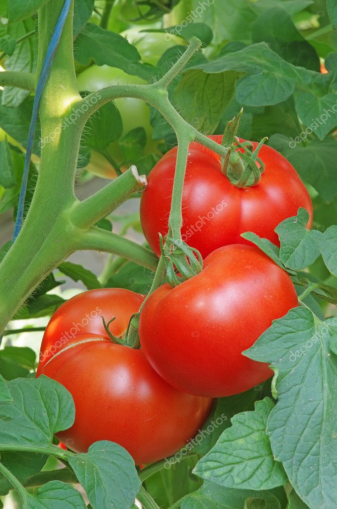 Red tomatoes — Stock Photo © savacoco #12365862