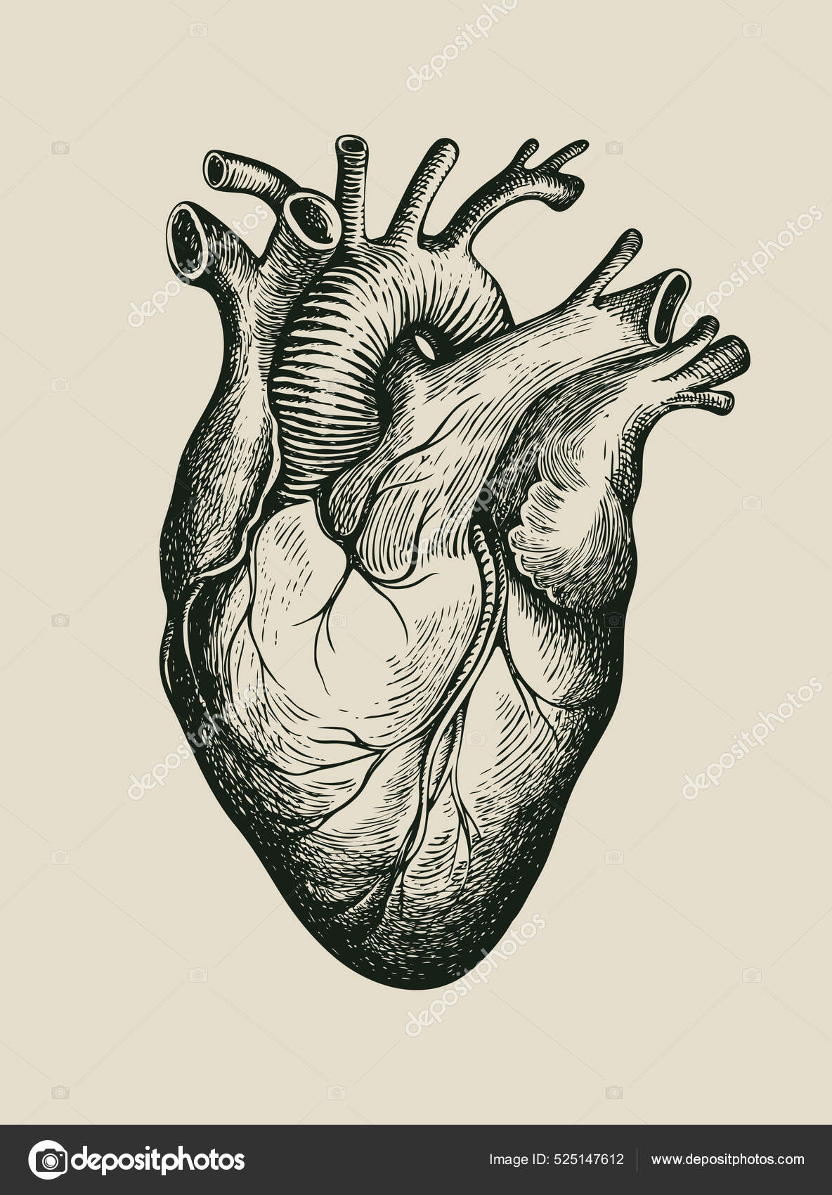 Coração Humano Desenhado Mão Desenho Lápis Detalhado Papel Antigo ...