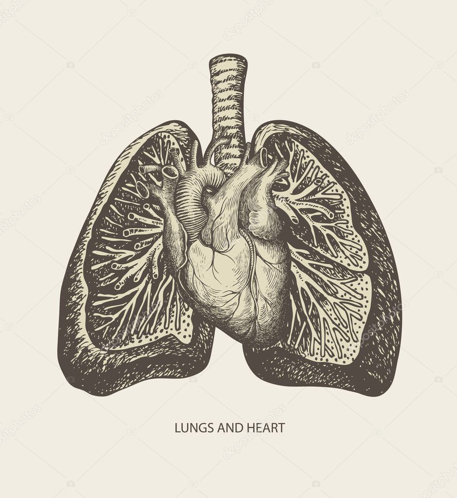 Dibujo a lápiz detallado de los pulmones humanos y el corazón en el ...