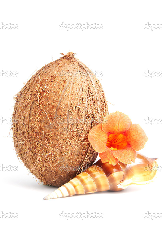 Coconut with seashell and tropic flower isolated on white backgr Stock ...