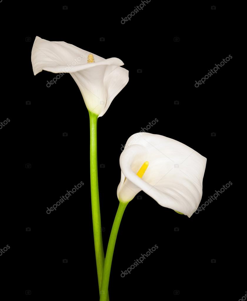 Two white Calla lilies Stock Photo by ©EM_prize 45402103