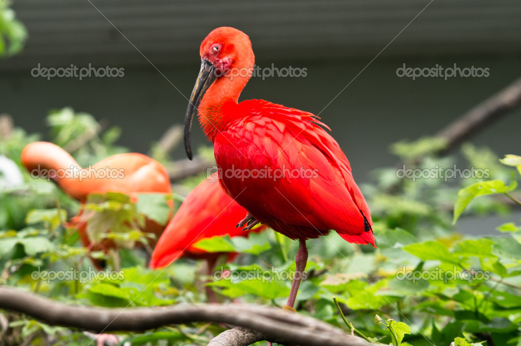 A red ibis Stock Photo by ©dmitryrozhd 28967315