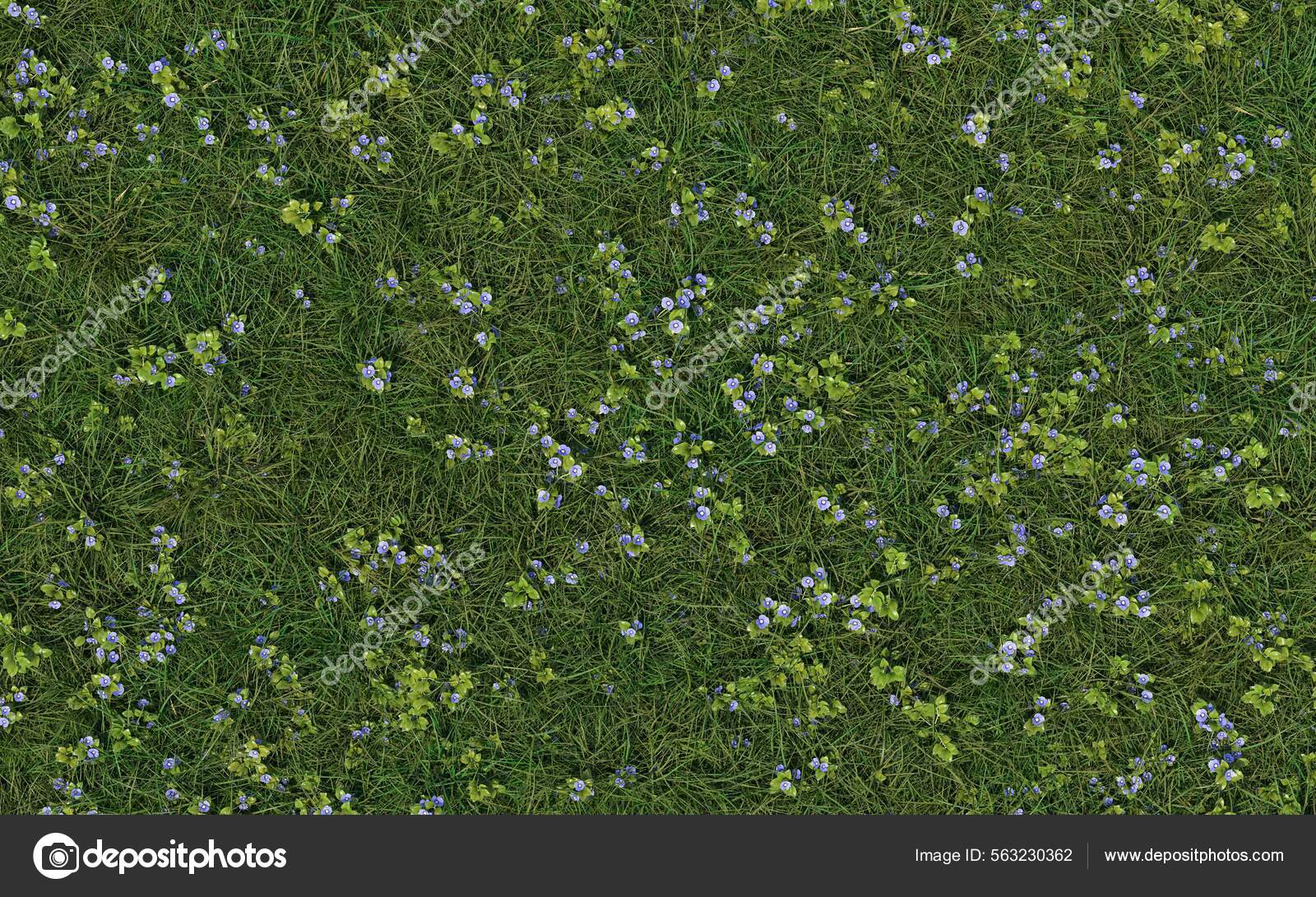 Top View Meadow Full Veronica Flowers Illustration — Stock Photo ...