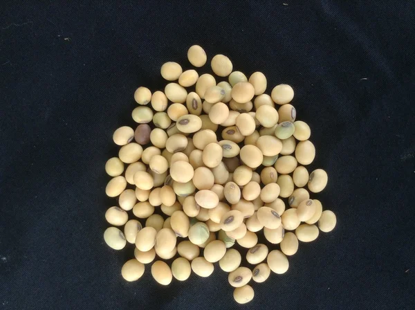 Indian soybean Stock Photos, Royalty Free Indian soybean Images ...