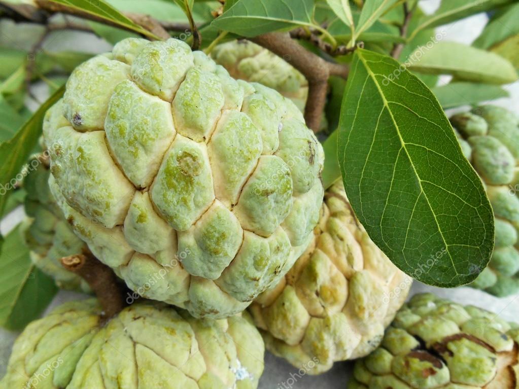 saramuyo — Fotos de Stock © luknaja #31597951