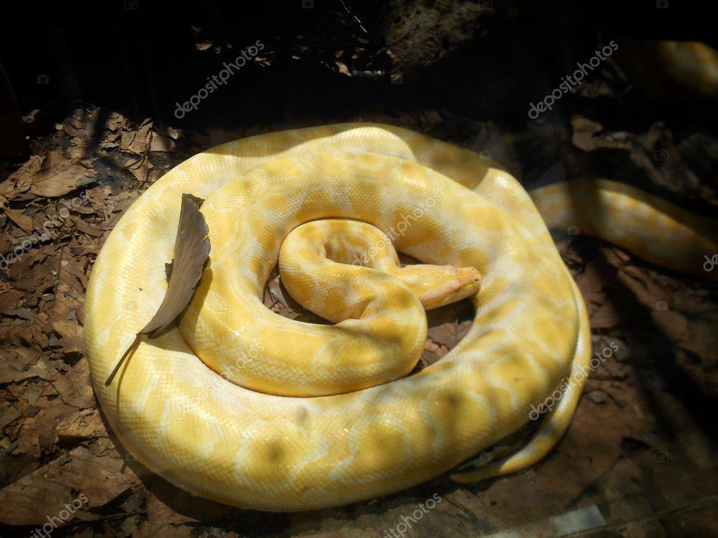 Albino snake Stock Photo by ©luknaja 34381833