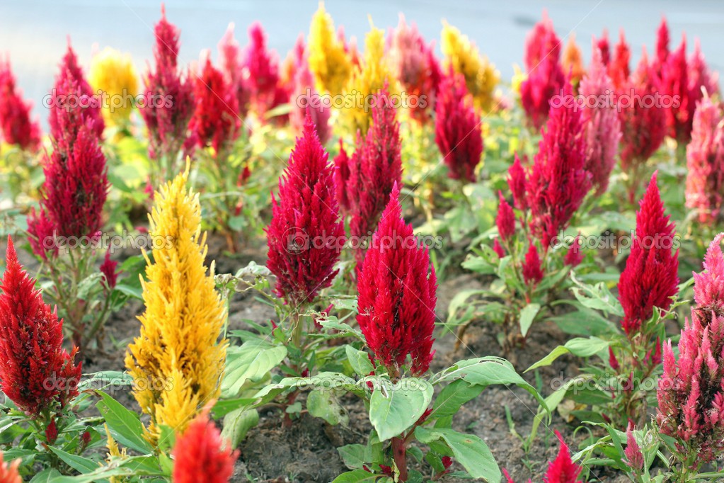 Cockscomb flowers. — Stock Photo © luknaja #34733563