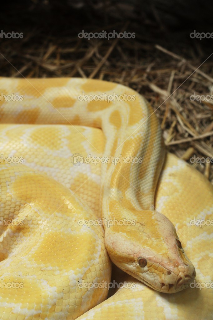 Albino snake Stock Photo by ©luknaja 35083983