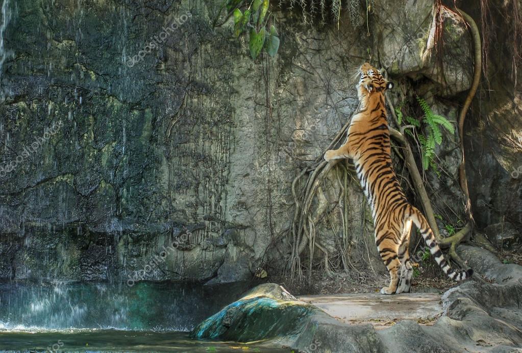 Bengal tiger standing on the rock — Stock Photo © luknaja #37018537