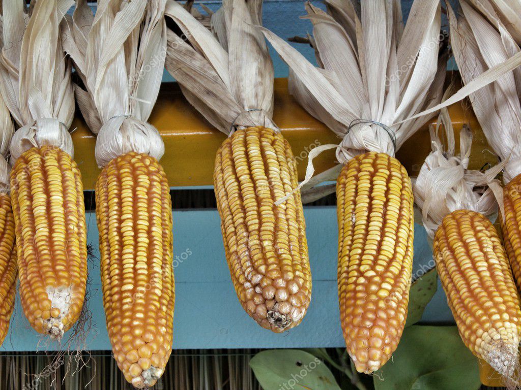 maíz mazorca seca — Foto de stock © luknaja #37783775