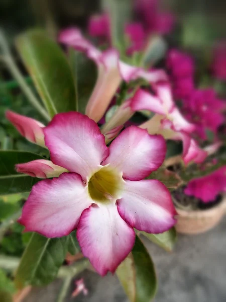 Adenium flower Stock Photos, Royalty Free Adenium flower Images ...