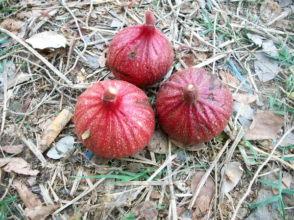 Peru planta Stock Photos, Royalty Free Peru planta Images | Depositphotos