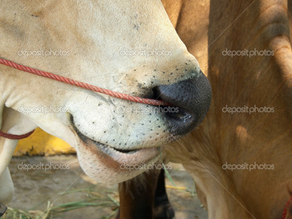 Cow in a stable — Stock Photo © luknaja #43583019