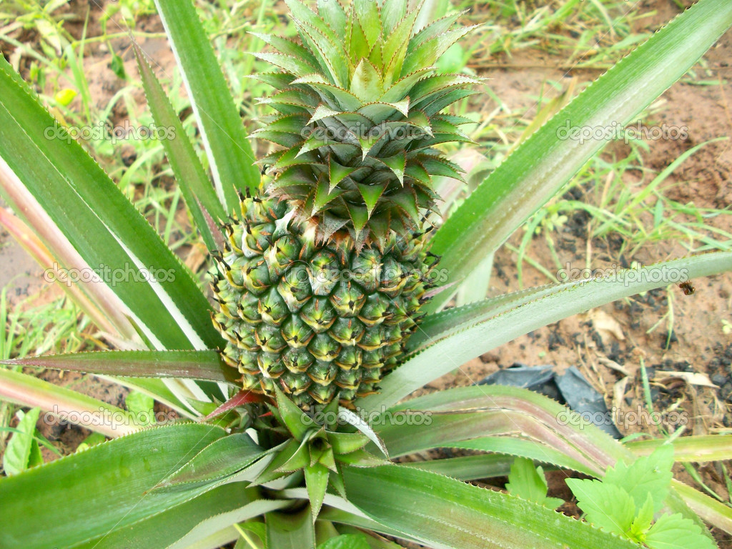 Ananas boom ⬇ Stockfoto, rechtenvrije foto door © luknaja #46599957