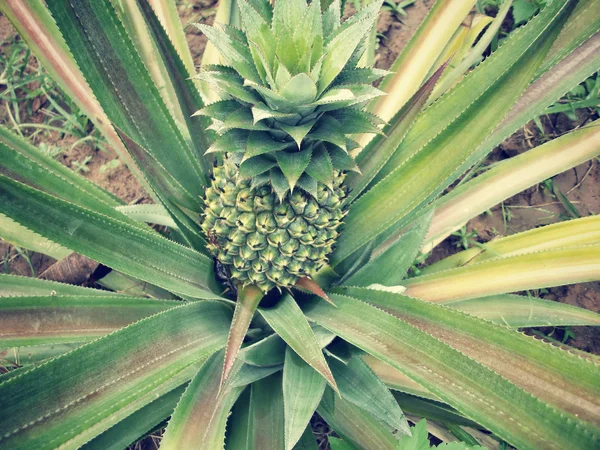 Ananas boom ⬇ Stockfoto, rechtenvrije foto door © luknaja #46599957