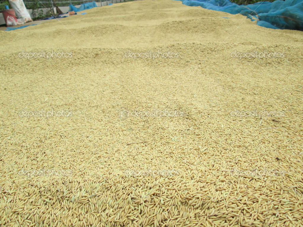 Paddy Stock Photo by ©luknaja 47657761