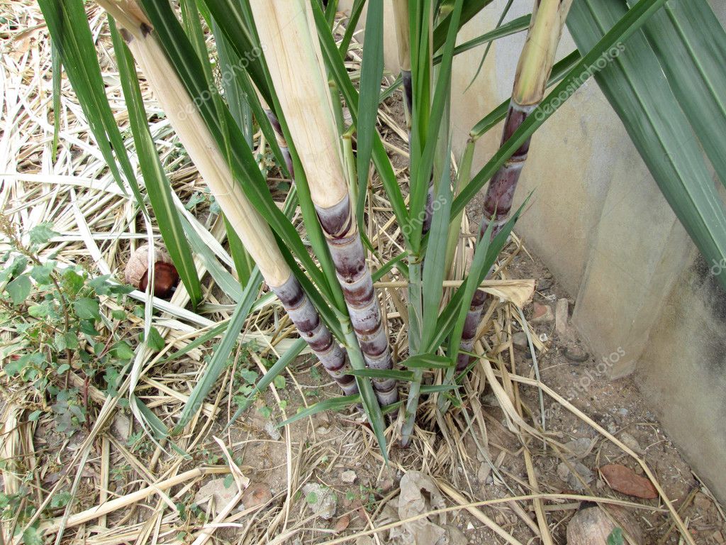 Cane tree Stock Photo by ©luknaja 50877537