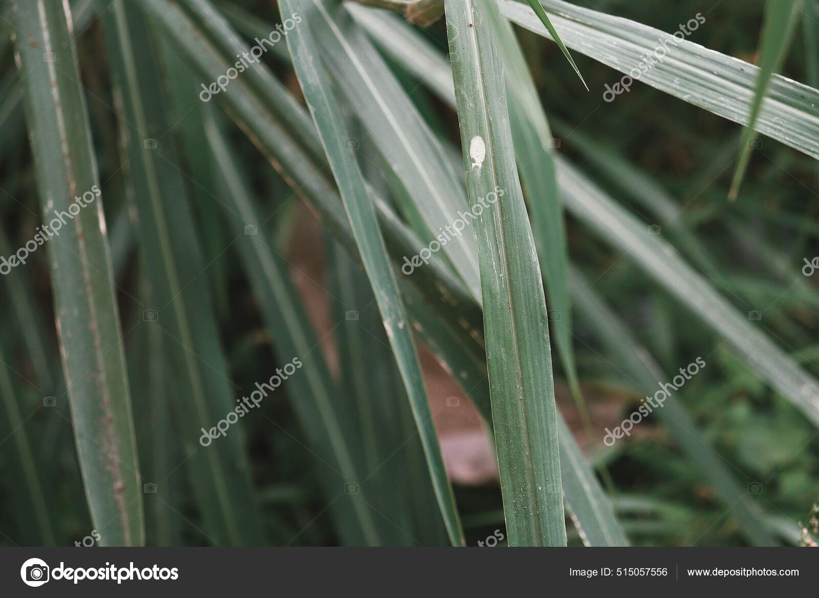 Green Vetiver Leaves Background Texture Stock Photo by ©luknaja 515057556