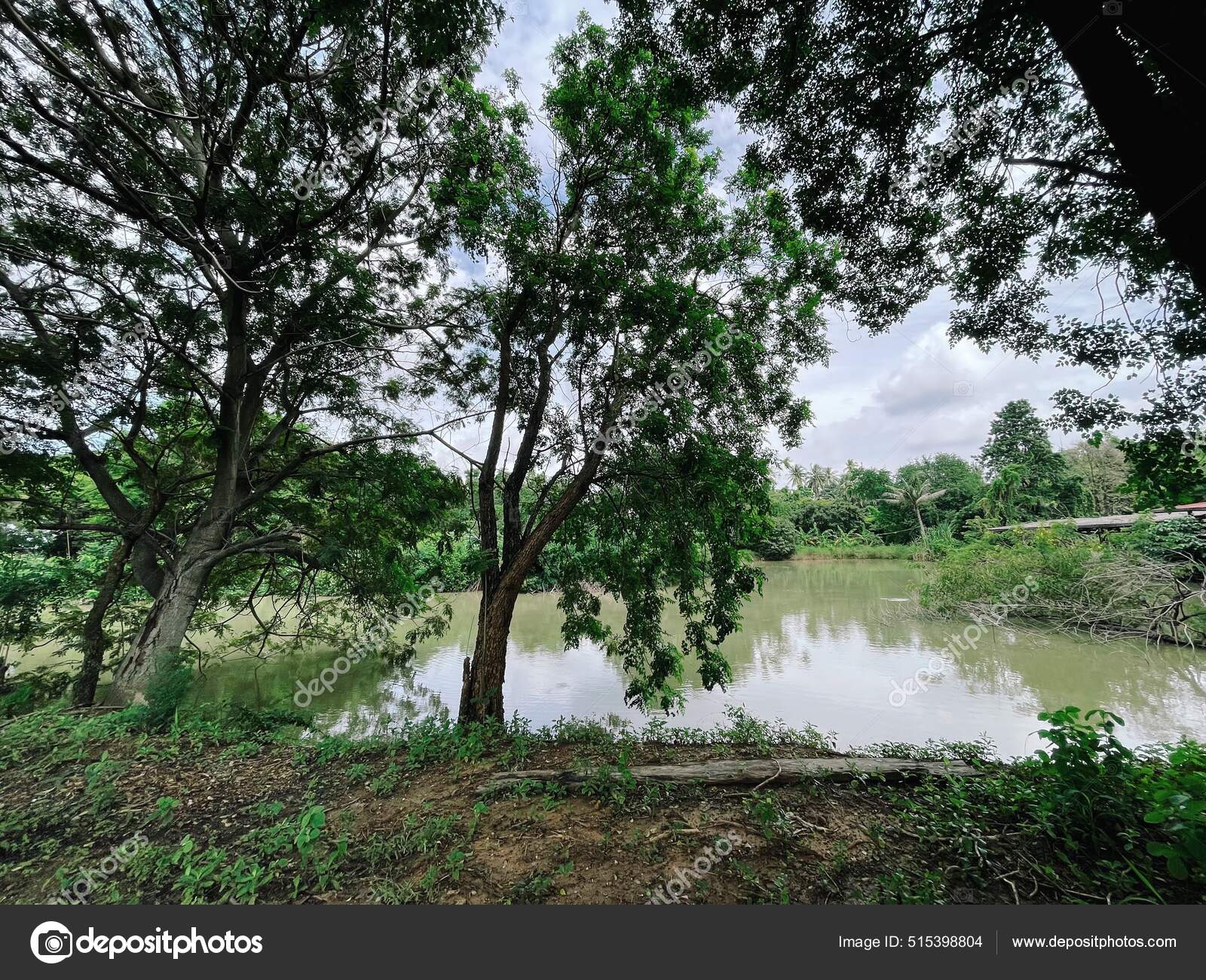 Beautiful Pond Tree Nature — Stock Photo © luknaja #515398804