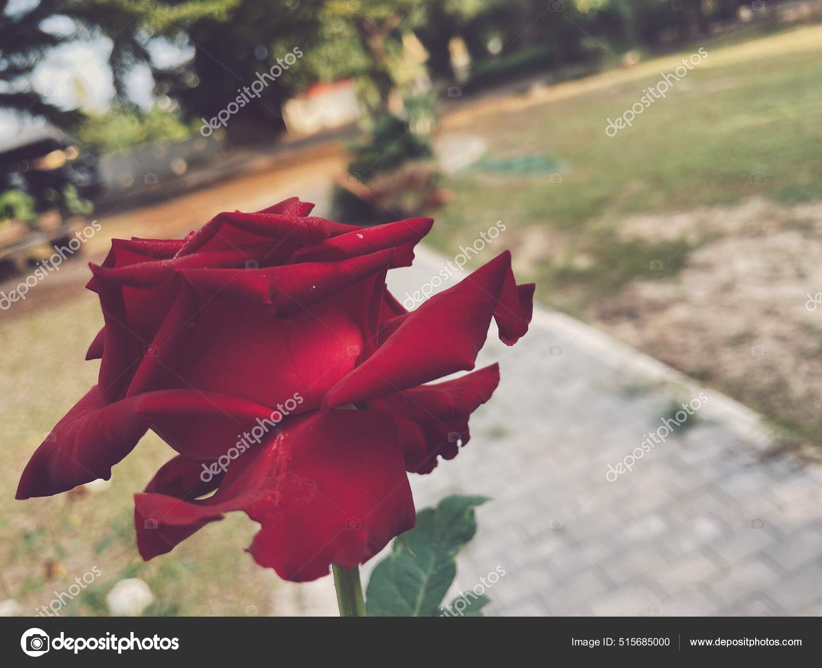 Beautiful Red Rose Flower Vintage Style — Stock Photo © luknaja #515685000
