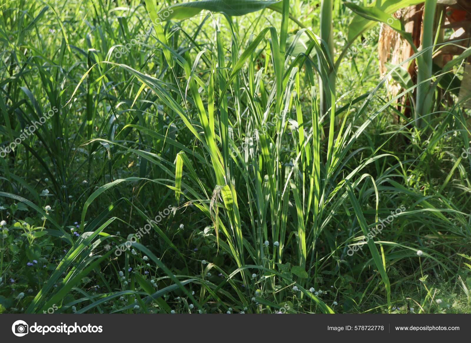 Green Vetiver Leaves Background Texture Stock Photo by ©luknaja 578722778