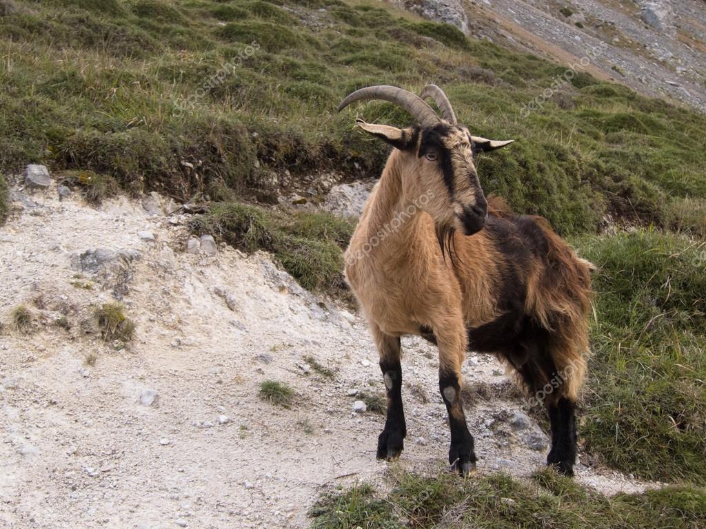 Foto: cabra montesa | cabra montés en picos de europa, asturias — Foto ...