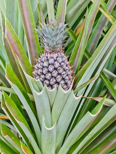 Pineapple stem Stock Photos, Royalty Free Pineapple stem Images ...