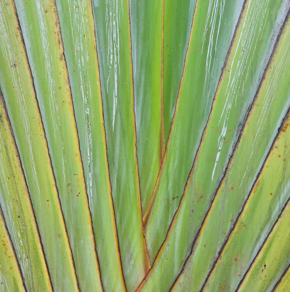 Cordyline australis flowers Stock Photos, Royalty Free Cordyline ...