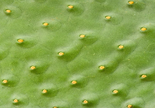 Green Cactus texture — Stock Photo © ninell #100883438