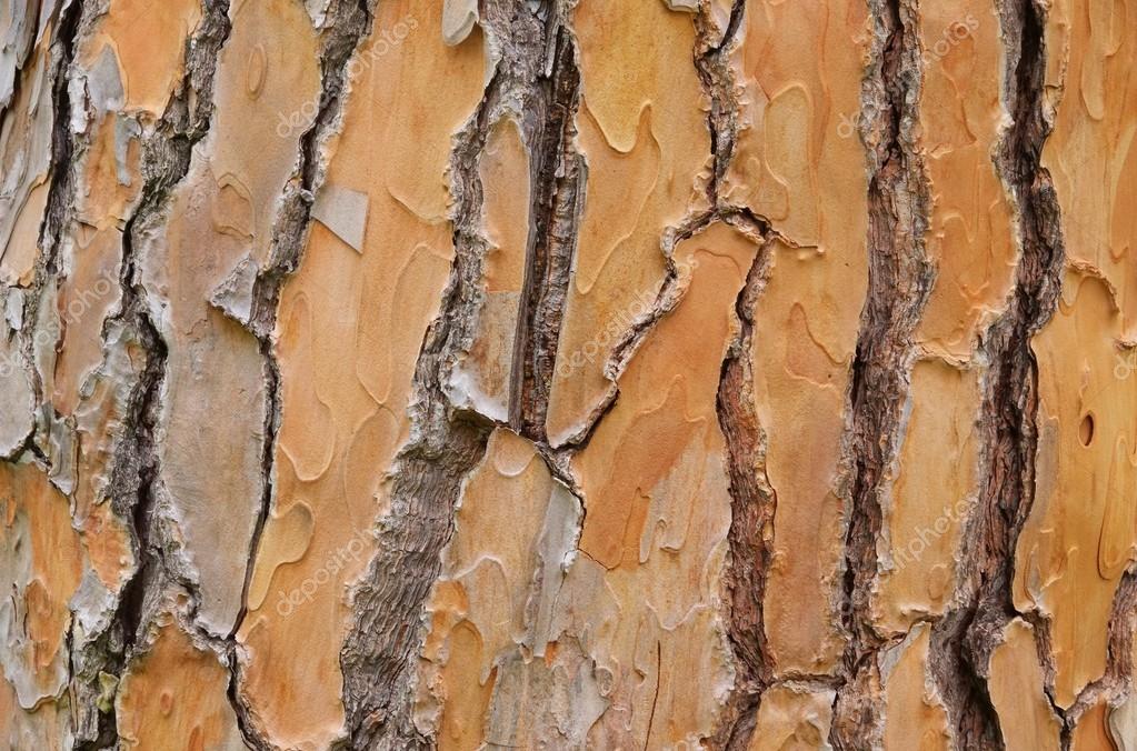 Pine bark — Stock Photo © Kassandra2 #26661479