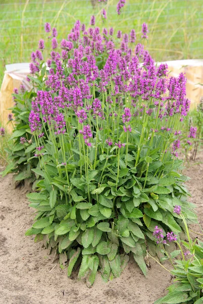 Betonica fotos de stock, imágenes de Betonica sin royalties | Depositphotos