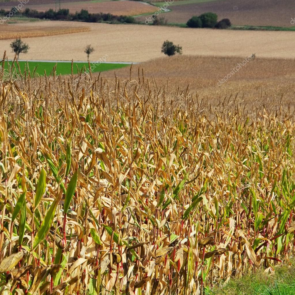 corn field in fall — Stock Photo © Kassandra2 #34103877
