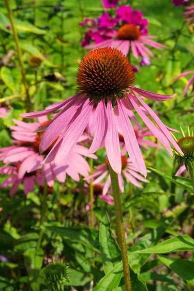 Echinacea Purple Coneflower Native American Grasslands Tall Grass ...
