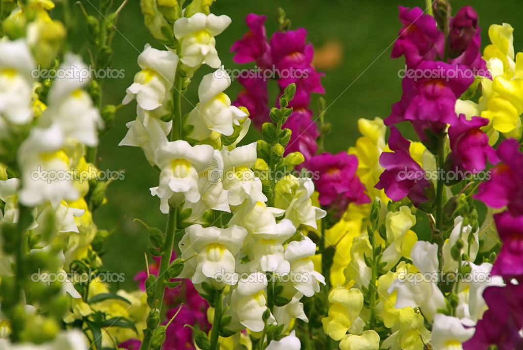 Snapdragon — Stock Photo © Kassandra2 #36894519
