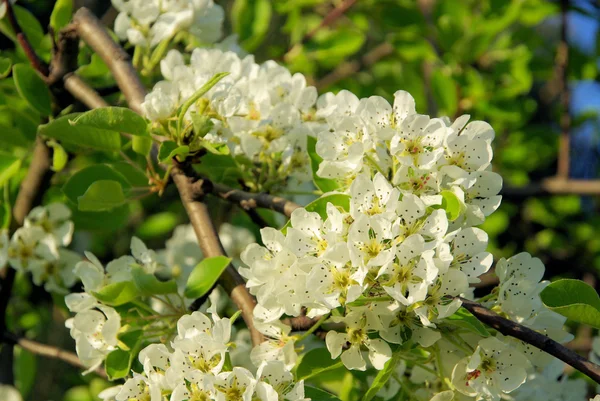 Flowering of pear tree - Stock Image - Everypixel