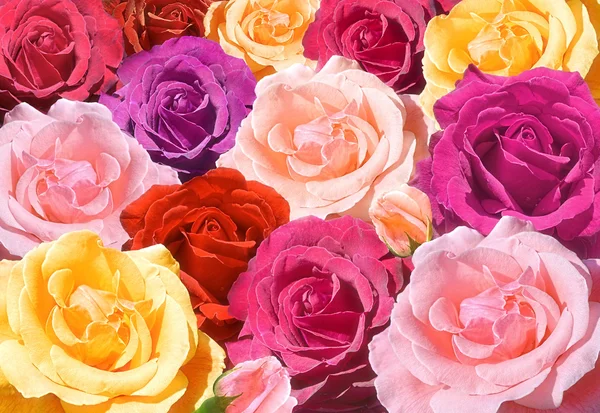 Fotos de Rosas coloridas, Imagens de Rosas coloridas sem royalties ...
