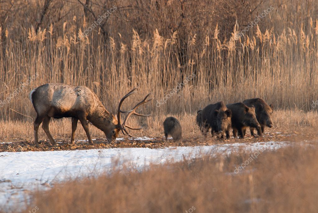 Deer and wild boar — Stock Photo © nik7ch #15650717
