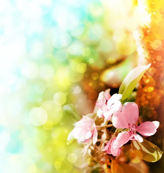 Beautiful spring background with pink flowers - Stock Image - Everypixel