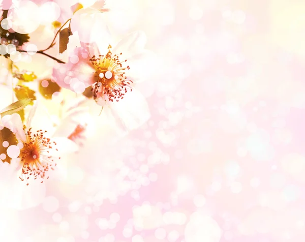 ᐈ Delicate stock backgrounds, Royalty Free delicate backgrounds photos ...