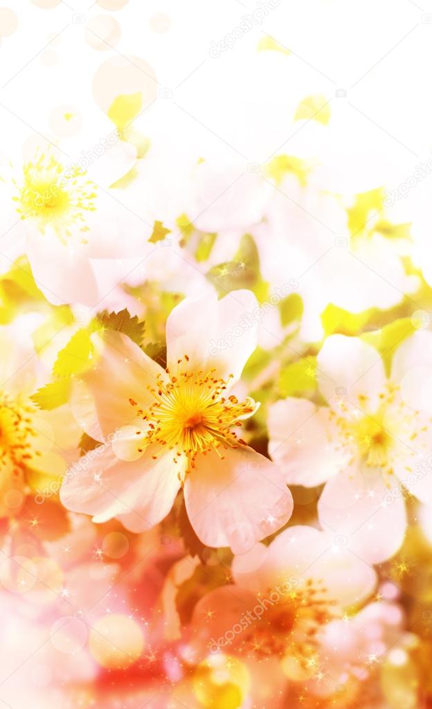 Beautiful spring flowers with sunshine Stock Photo by ©avgustin 24981605