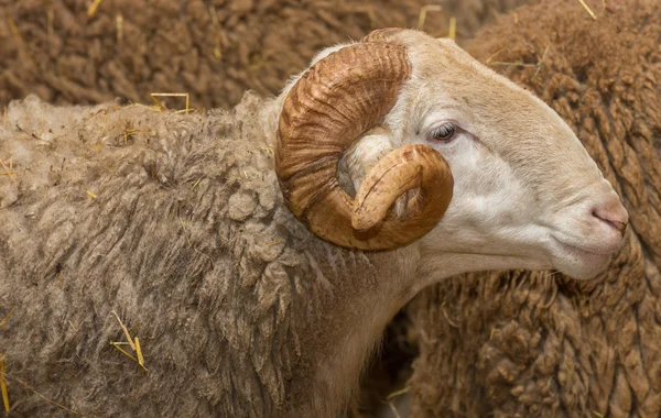 Ram head Stock Photos, Royalty Free Ram head Images | Depositphotos
