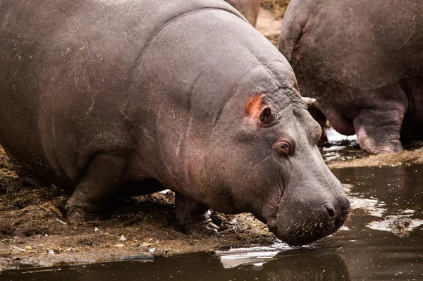 45 Hippo side profile Stock Photos, Hippo side profile Images ...