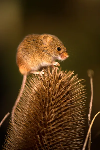 ᐈ Mouse pic stock pictures, Royalty Free field mouse images | download ...